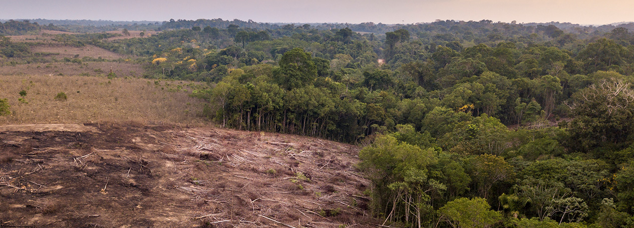 Banking on Deforestation: The Cost of Nonenforcement